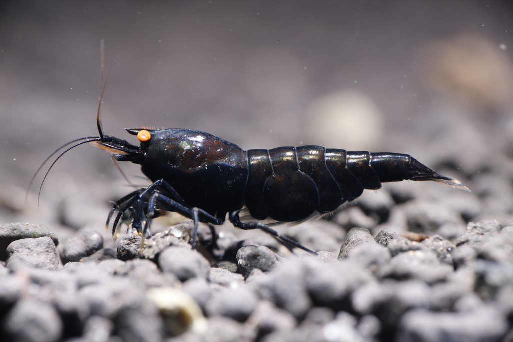 Black Devil - Tép Cảnh - The Brothers Nature