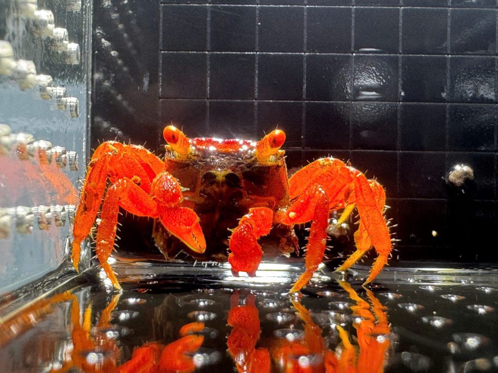 Cua Ma Cà Rồng - Cua Ma Cà Rồng - Vampire Crab - The Brothers Nature