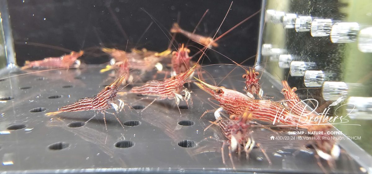 Sula Red Line Yellow Tail - Tép cảnh - The Brothers Nature